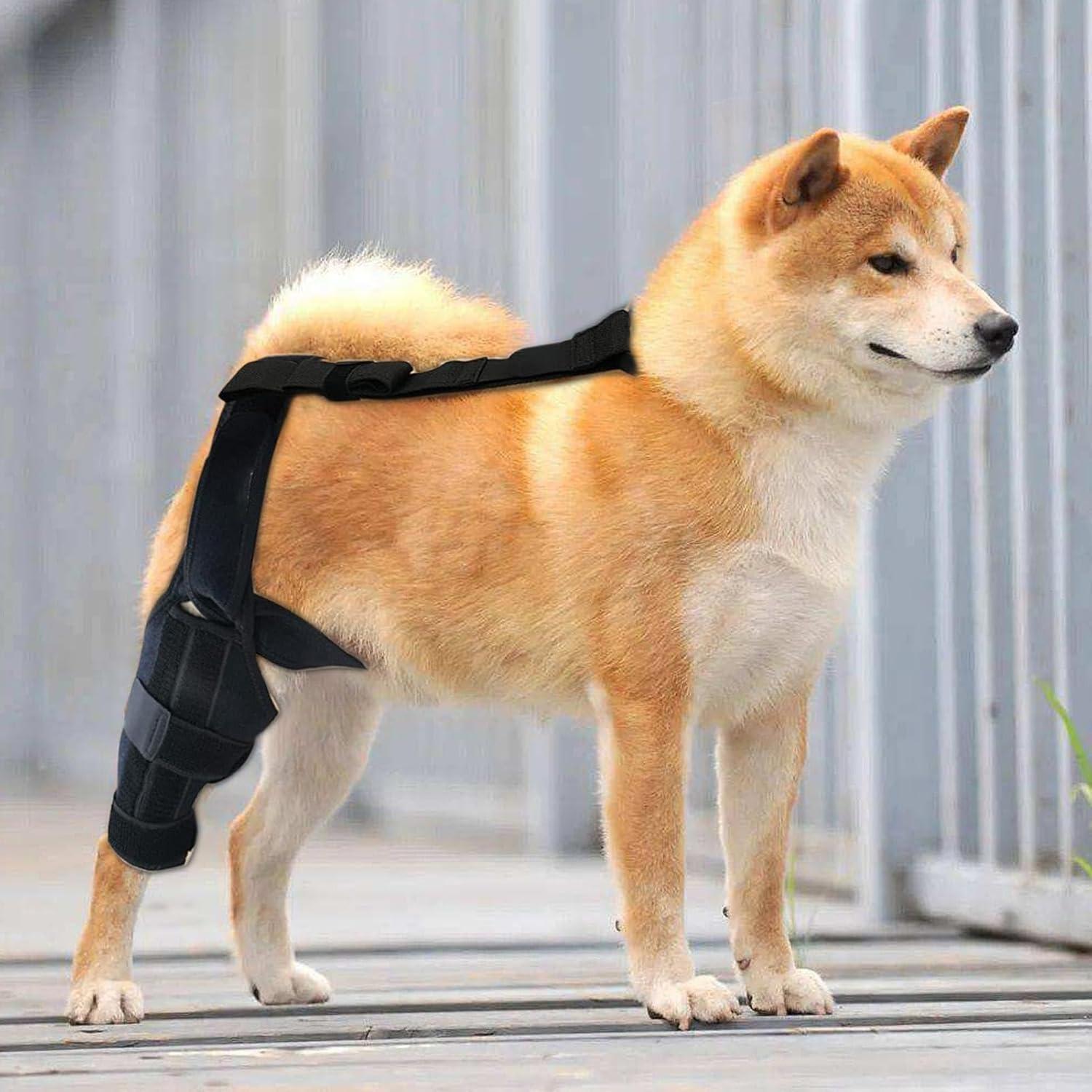 Dog ACL Knee Brace - Brace Behind Leg - Rear Leg Stabilizer for Small ...