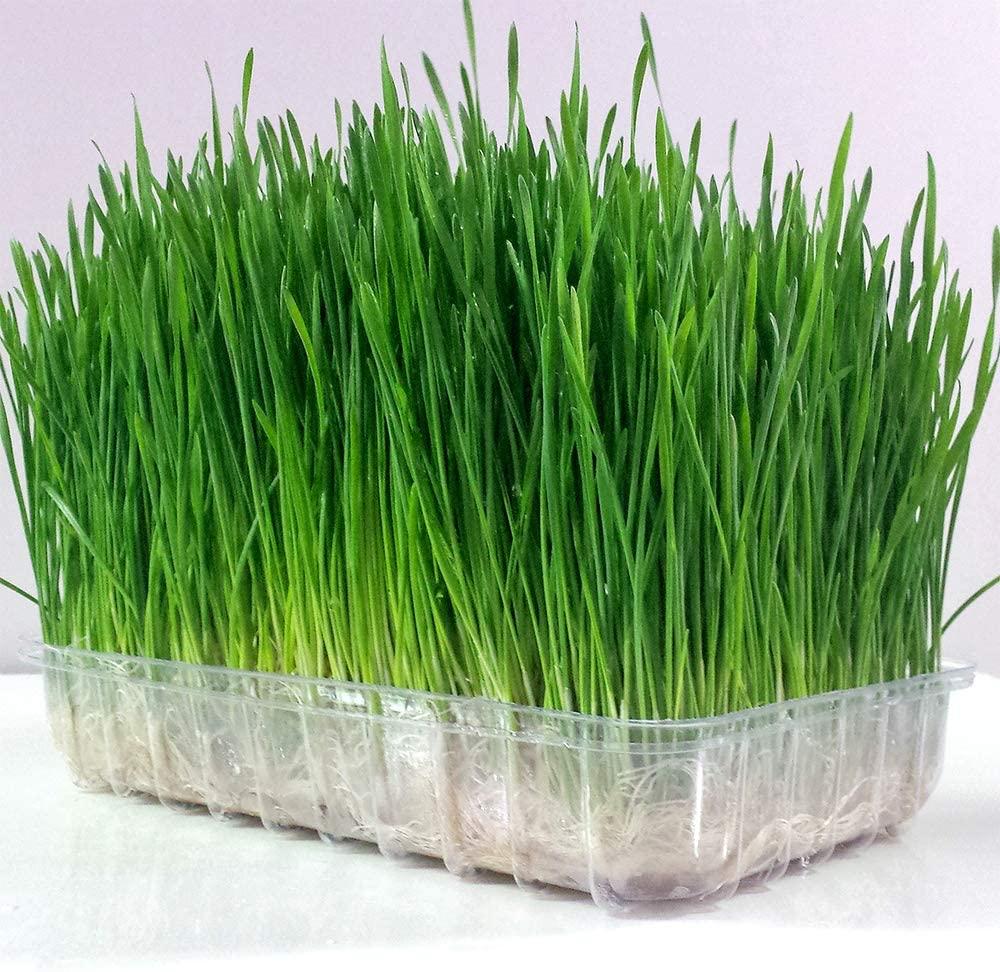 Certified USA Hard Red Wheatgrass Seeds by PowerGrow - 5 Pounds | Buy ...