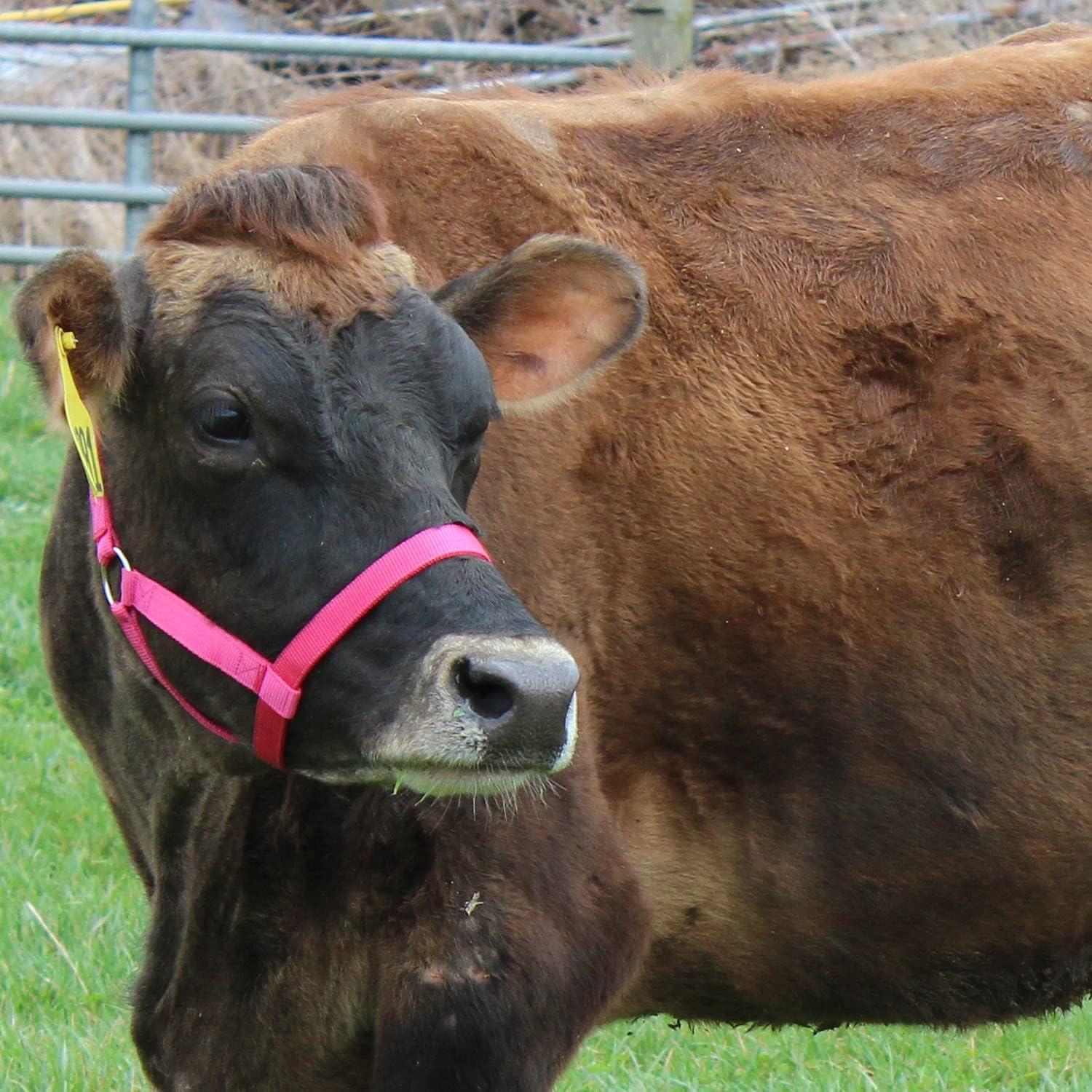 Derby Originals Adjustable Nylon Livestock Cattle Halters Available ...