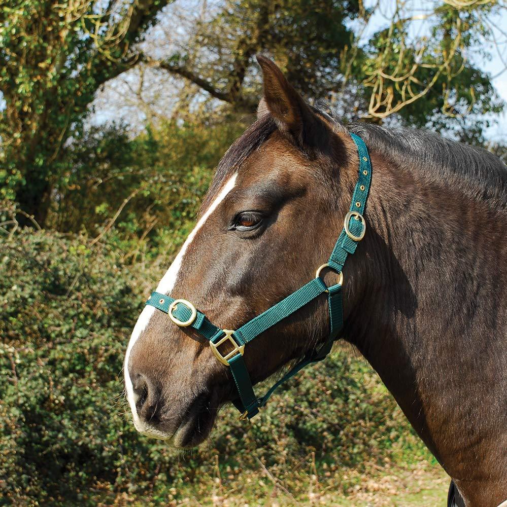 Rhinegold Nylon Headcollar - Full - Green | Buy Now with Express ...