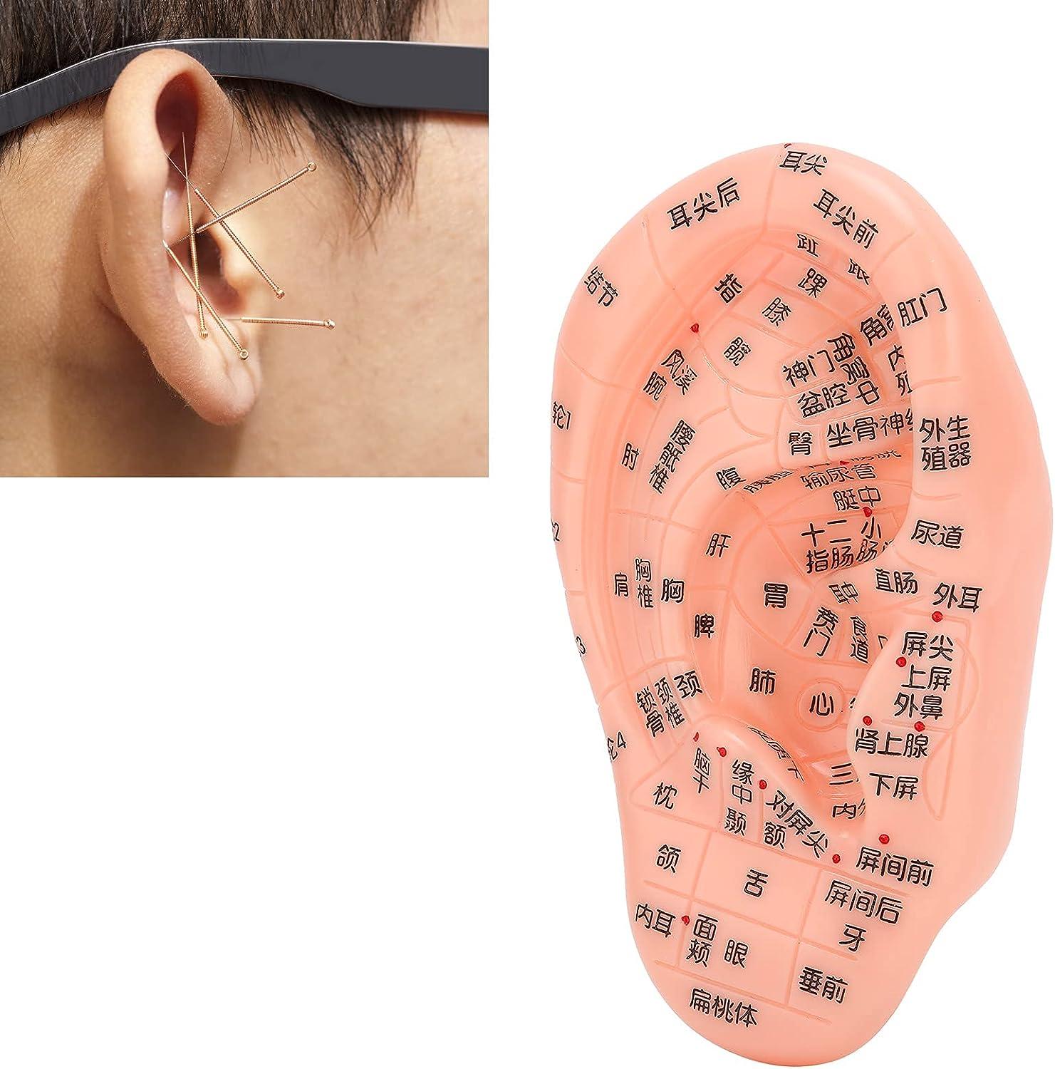 Ear Acupoint Model for Acupuncture Teaching and Learning
