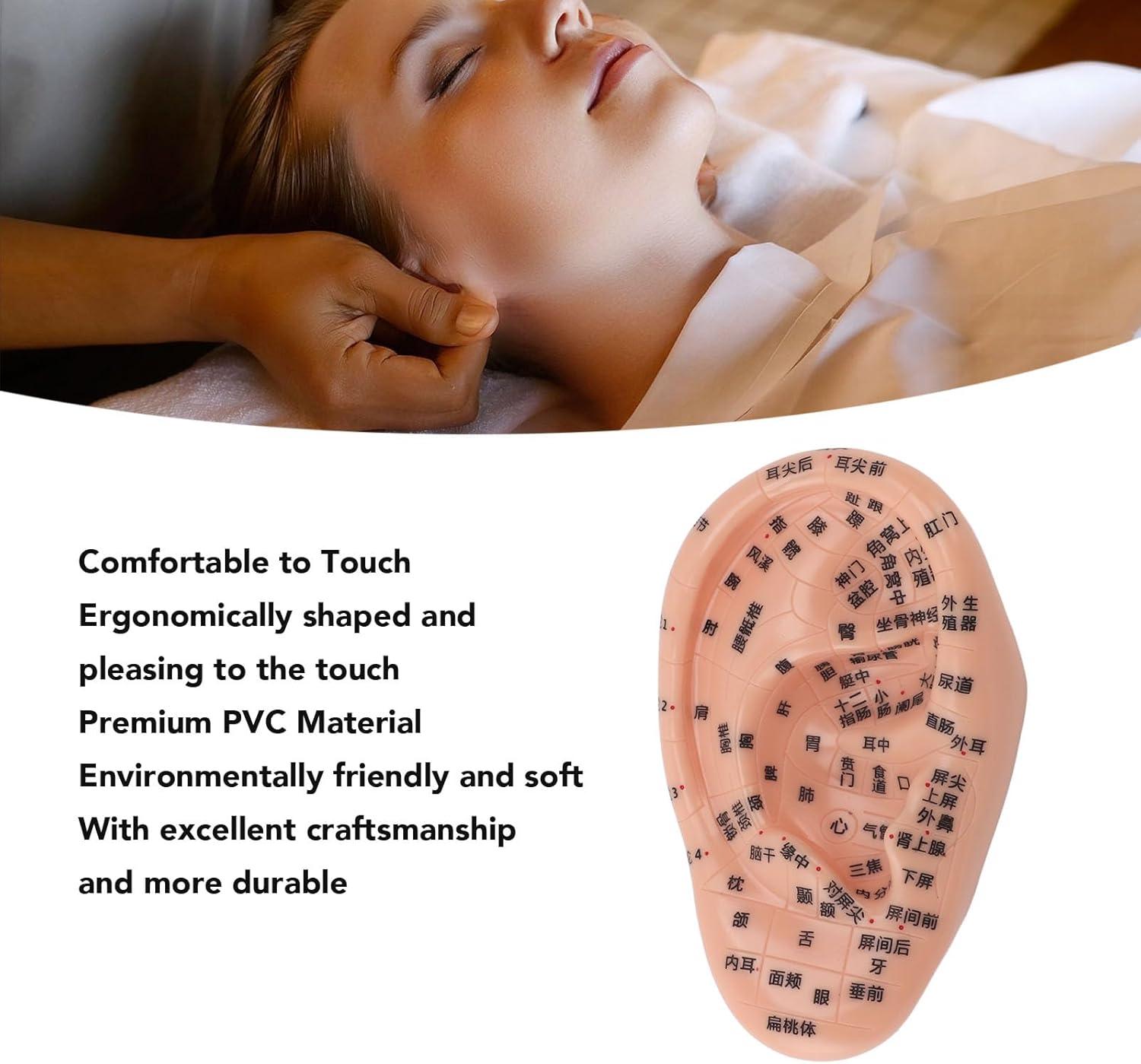 Buy Ear Acupuncture Model - PVC 13 cm Clear Fonts & Precision Design ...