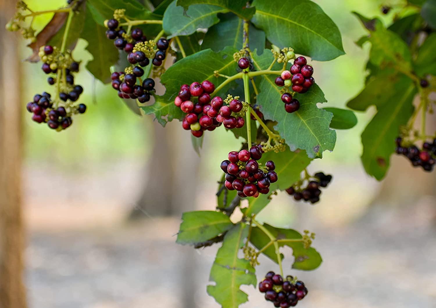 Non-GMO Verified Whole Allspice Berries - 2 lbs | Vegan & Kosher | High ...