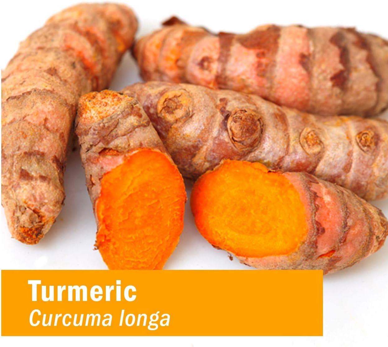 curcuma longa root extract