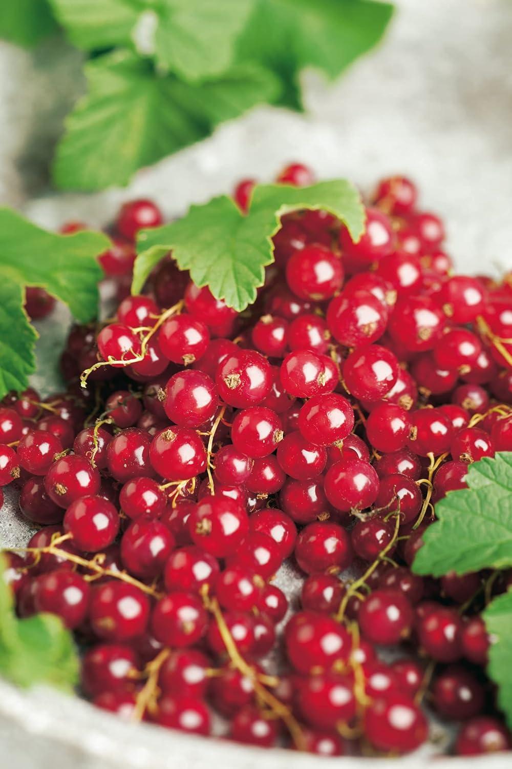 Red Currant 'Rovada ' - Half Standard in Container | Premium ...