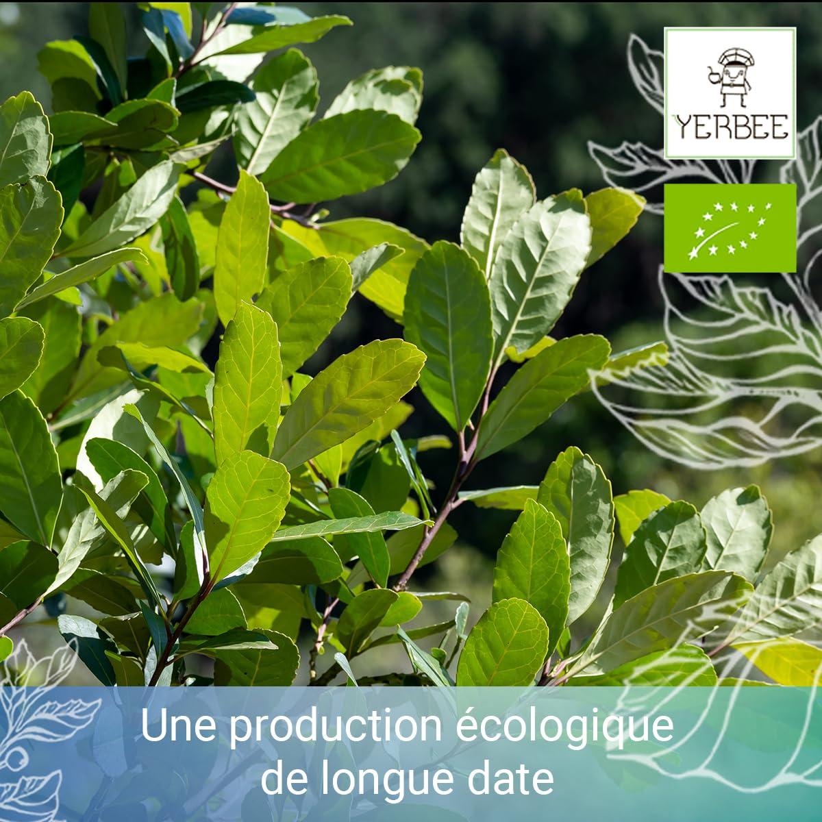 YERBEE Organic Yerba Mate Tea (500g) - Matured Smoke-Free Dust-Free ...