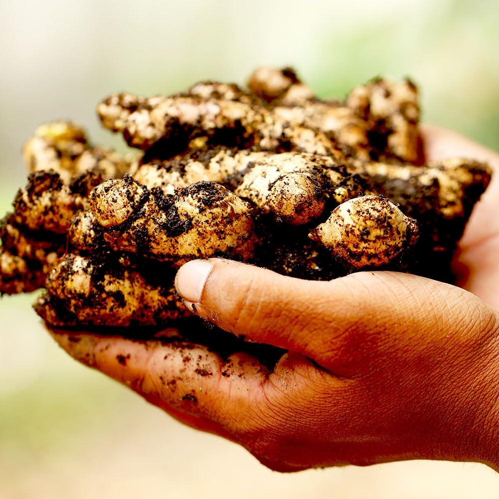 Organic Candied Ginger Stripes 440g | Bio-Certified | Fair Trade | 100% ...