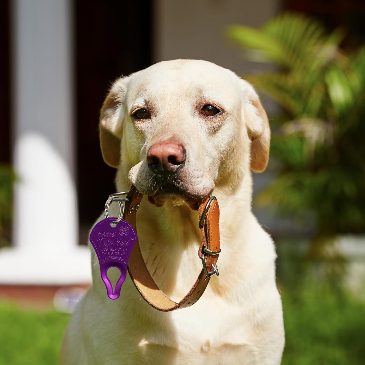 The Original Tick Key -Tick Detaching Device - Portable Safe and Highly ...