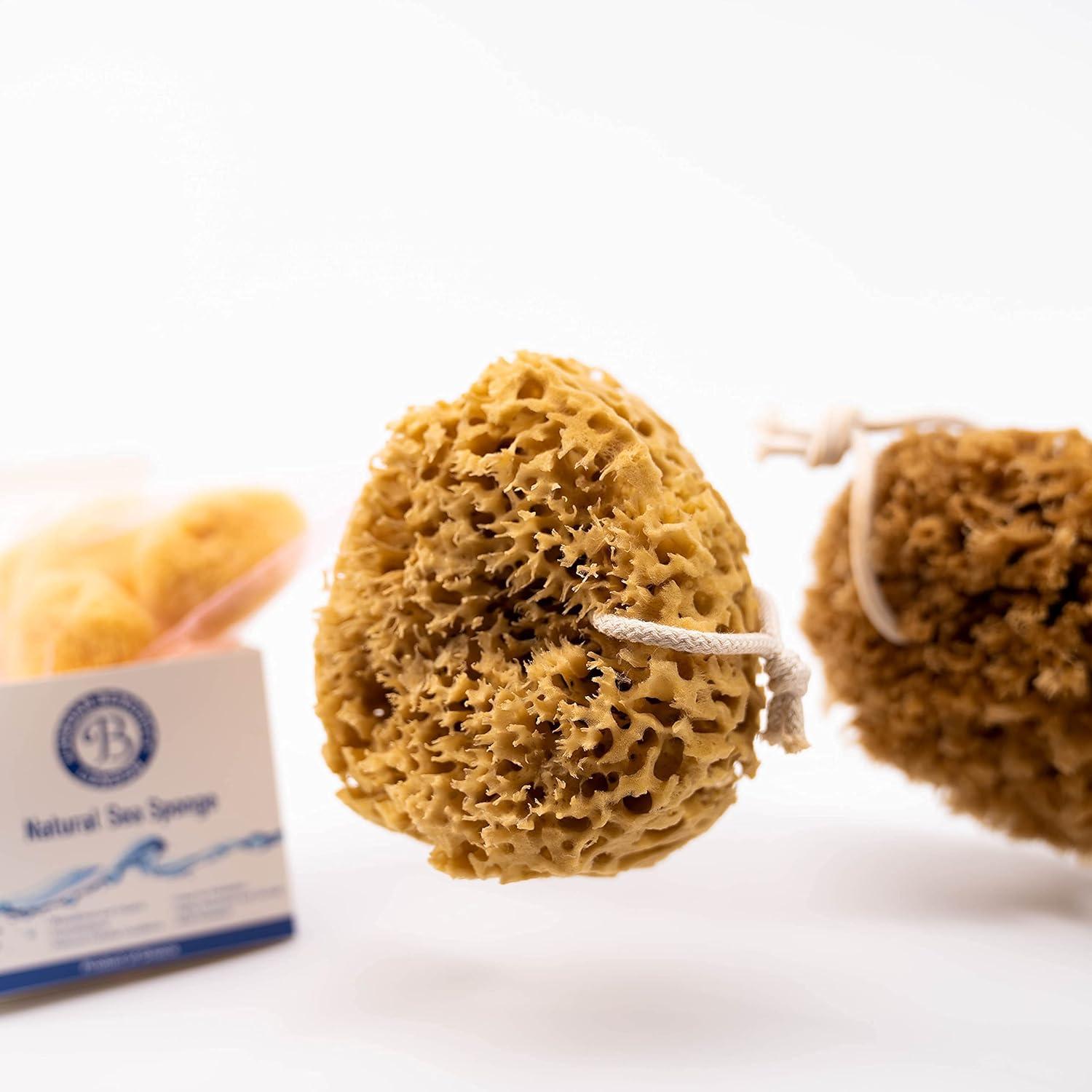 Jordan Benedict Natural Sea Sponge - XXL for Bath and Shower - Pack of ...