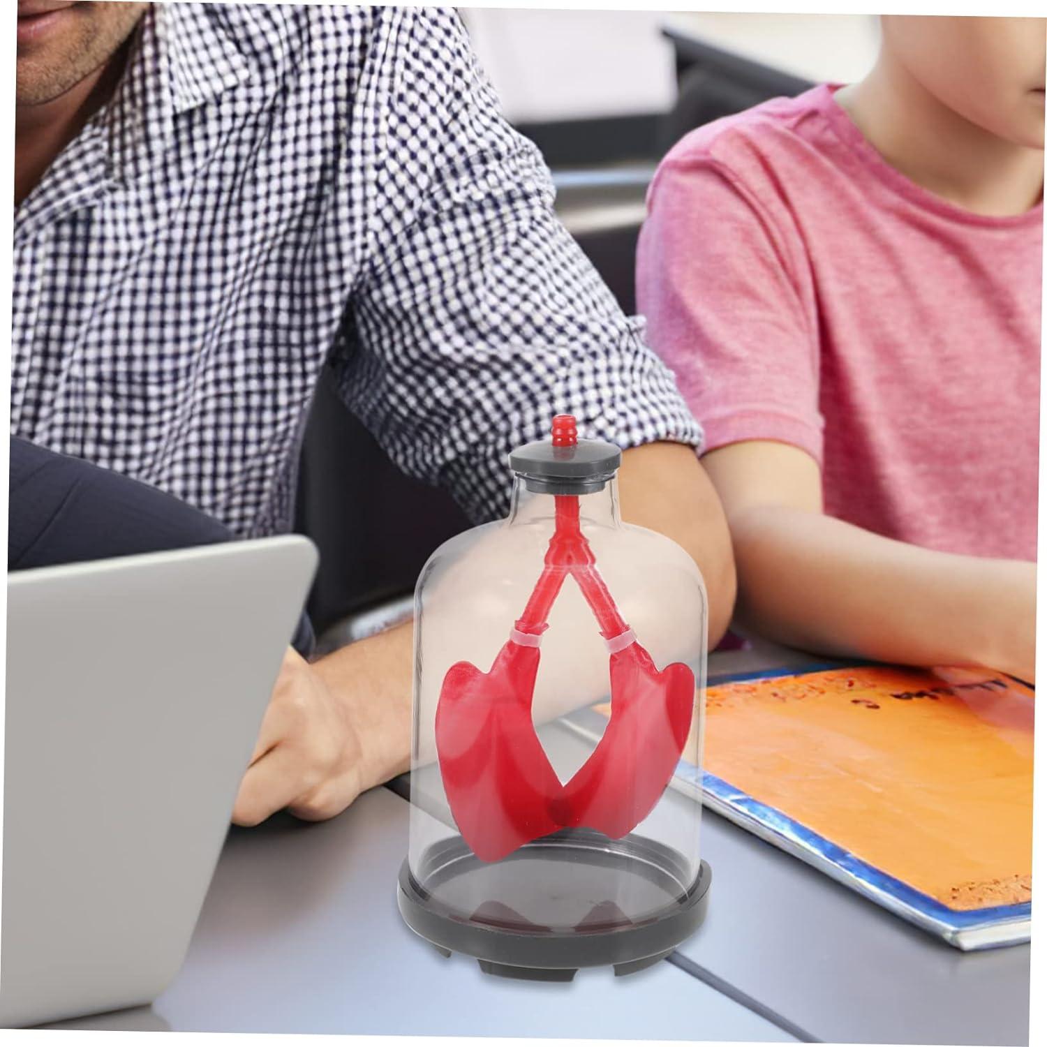 Lurrose Human Lung Breathing Model - Educational Nursing Tool for ...