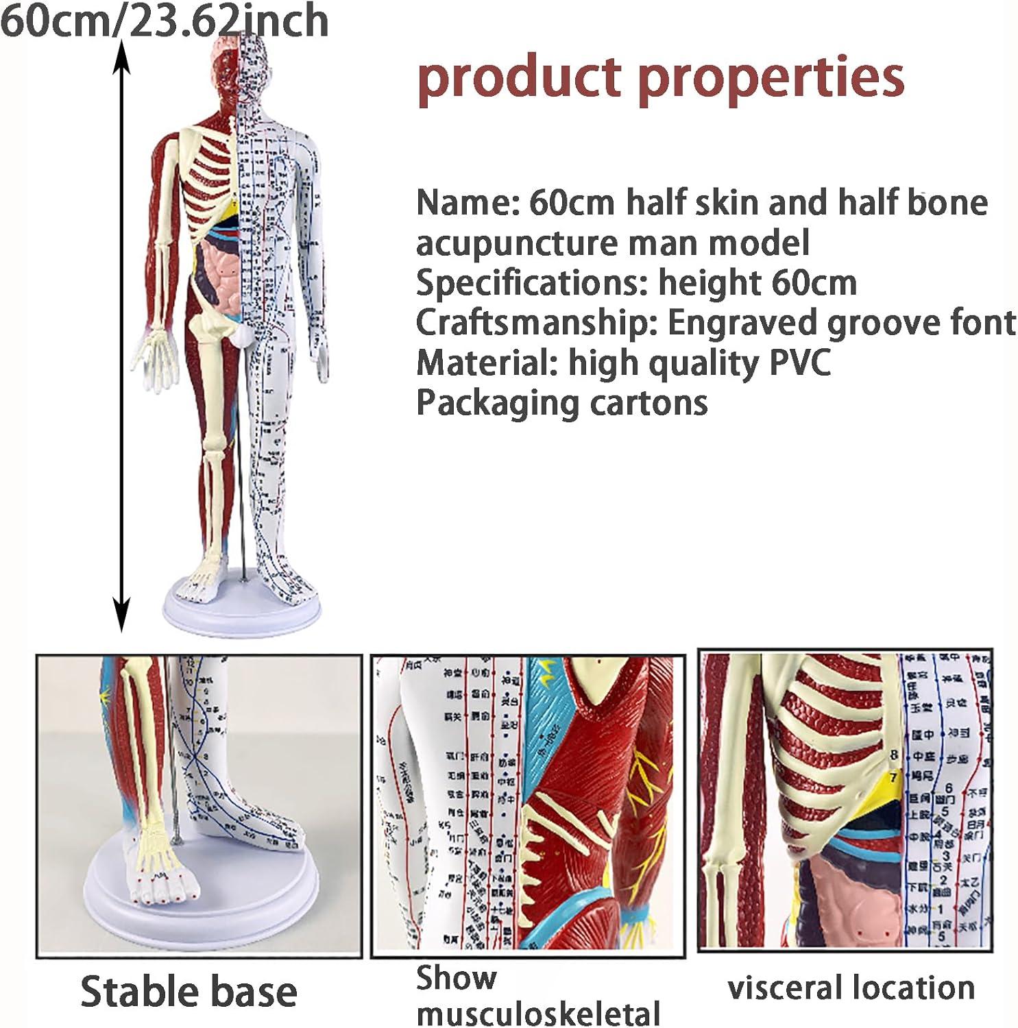 Acupuncture Male Model(Height 23.6 Inches) Half Skin and Half Bone ...