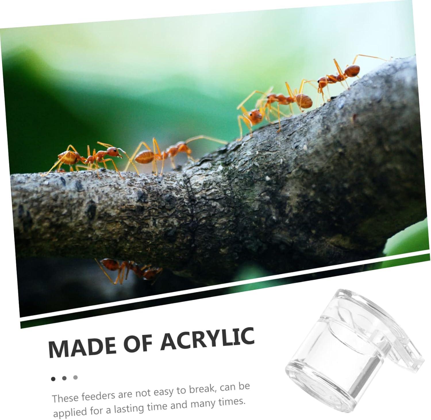 Minkissy 4-Piece Ant Feeding Station Set - Clear Ant Farm for Colony ...