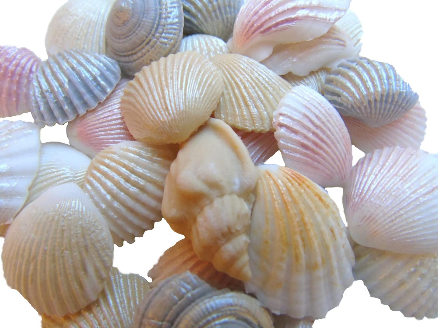 Edible Coloured Seashells Cupcake Toppers Cake Decorations (Natural Mix ...