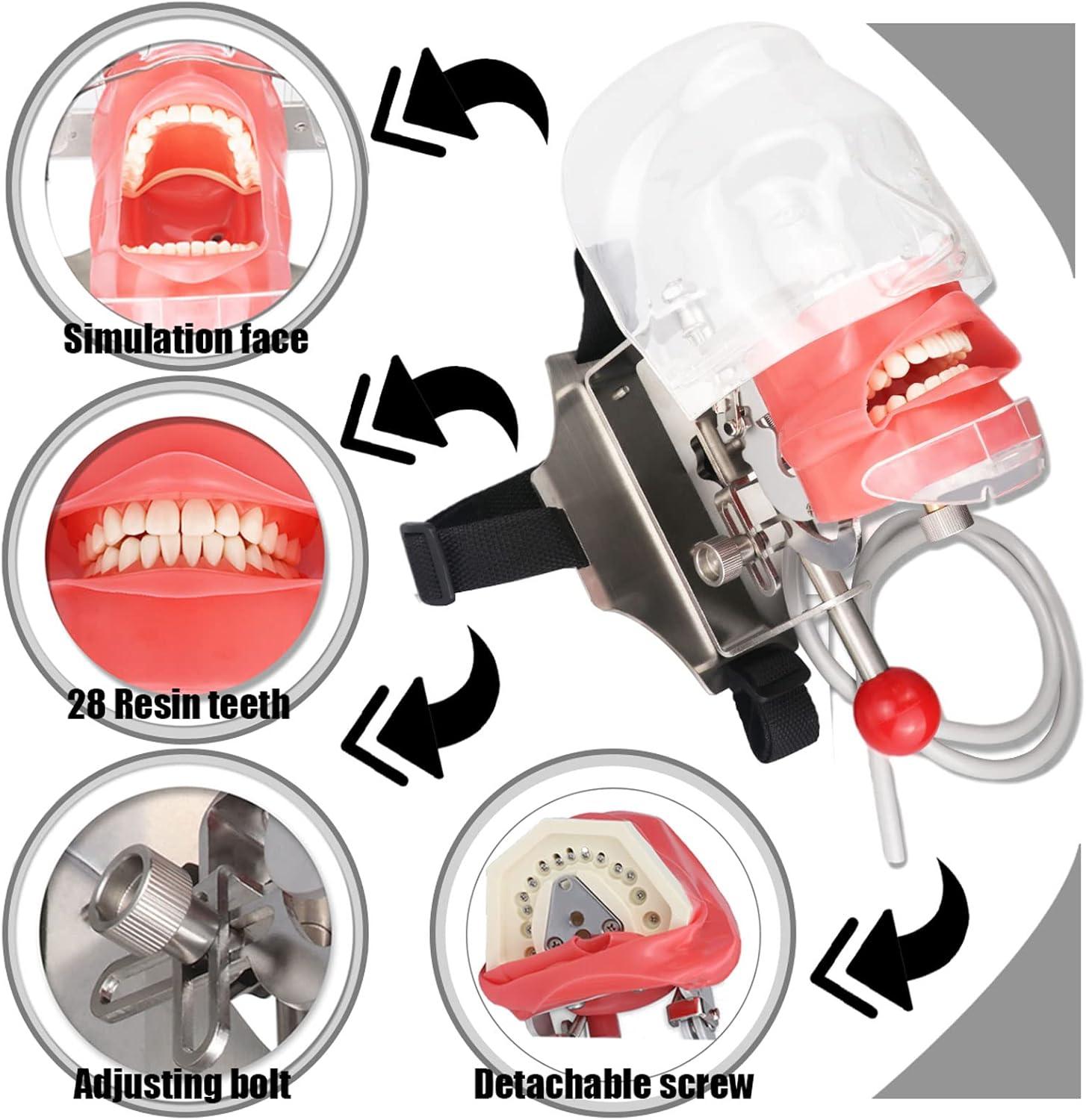 Buy Dental Phantom Head Model | Professional Dental Simulator & Tooth ...
