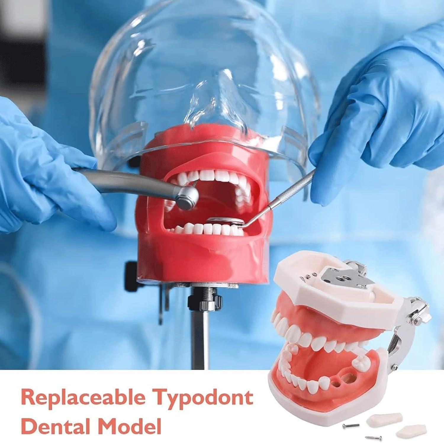 Dental Model Simulator - Bfeiwgha Phantomkopf Training Head ...