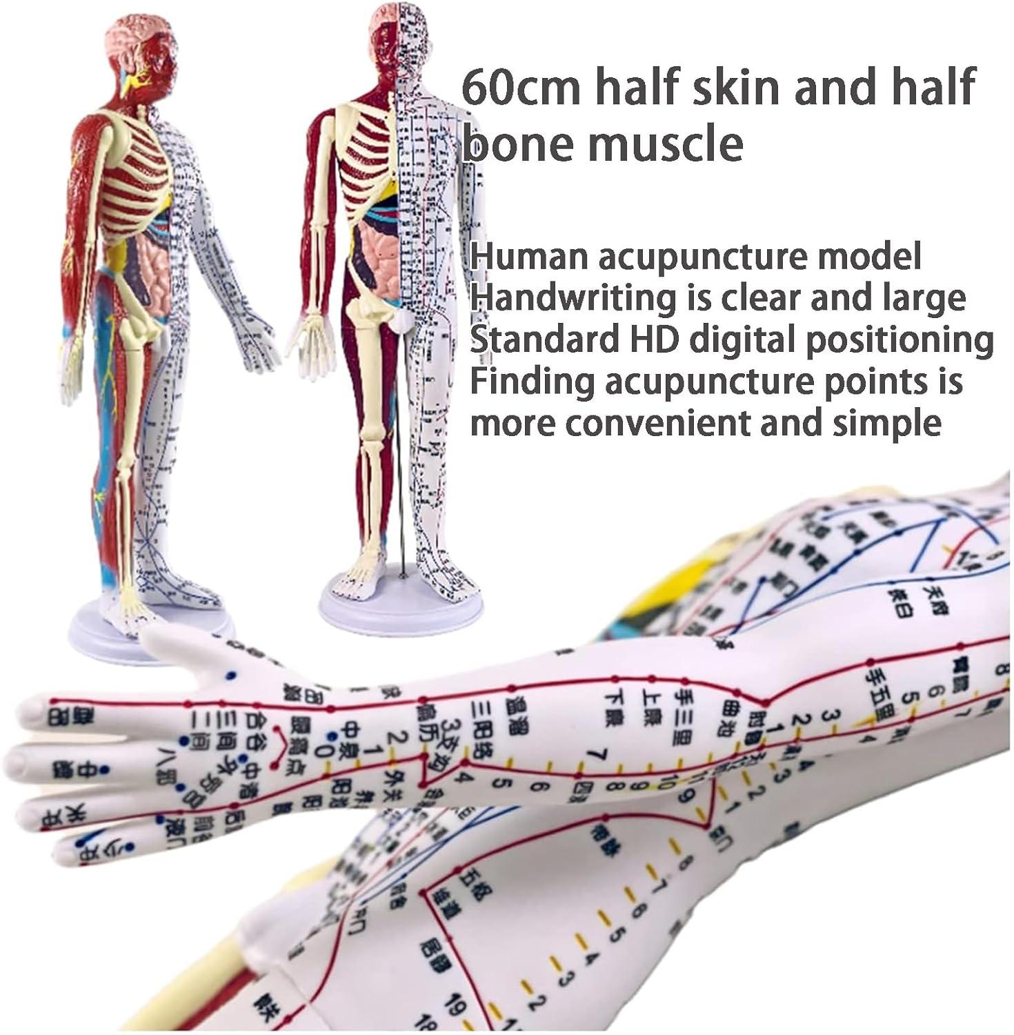 Acupuncture Male Model(Height 23.6 Inches) Half Skin and Half Bone ...