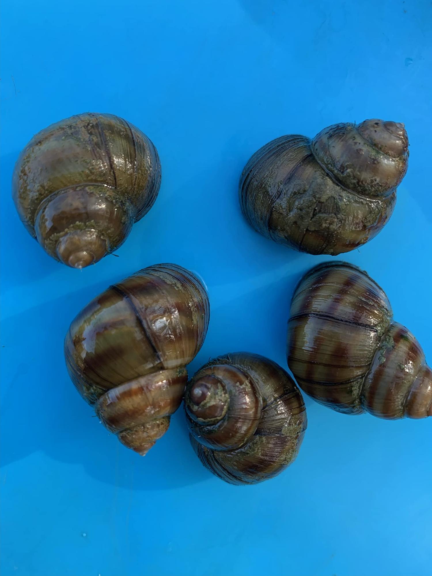 Biotope Stock: 5 Small Pond Mussels & 5 Marsh Snails - Natural Algae ...
