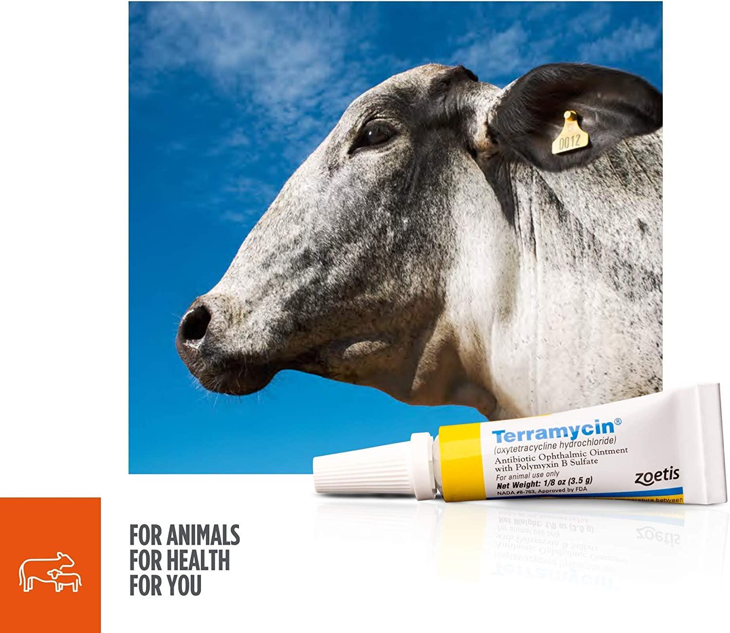 Zoetis Terramycin Antibiotic Ophthalmic Ointment 1/8 oz - Animal Health ...