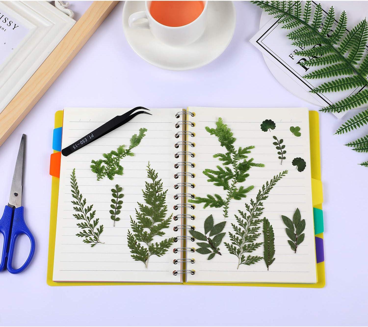 Dried Pressed Leaves and Flowers Assorted Greenery for Resin Art - 42 ...