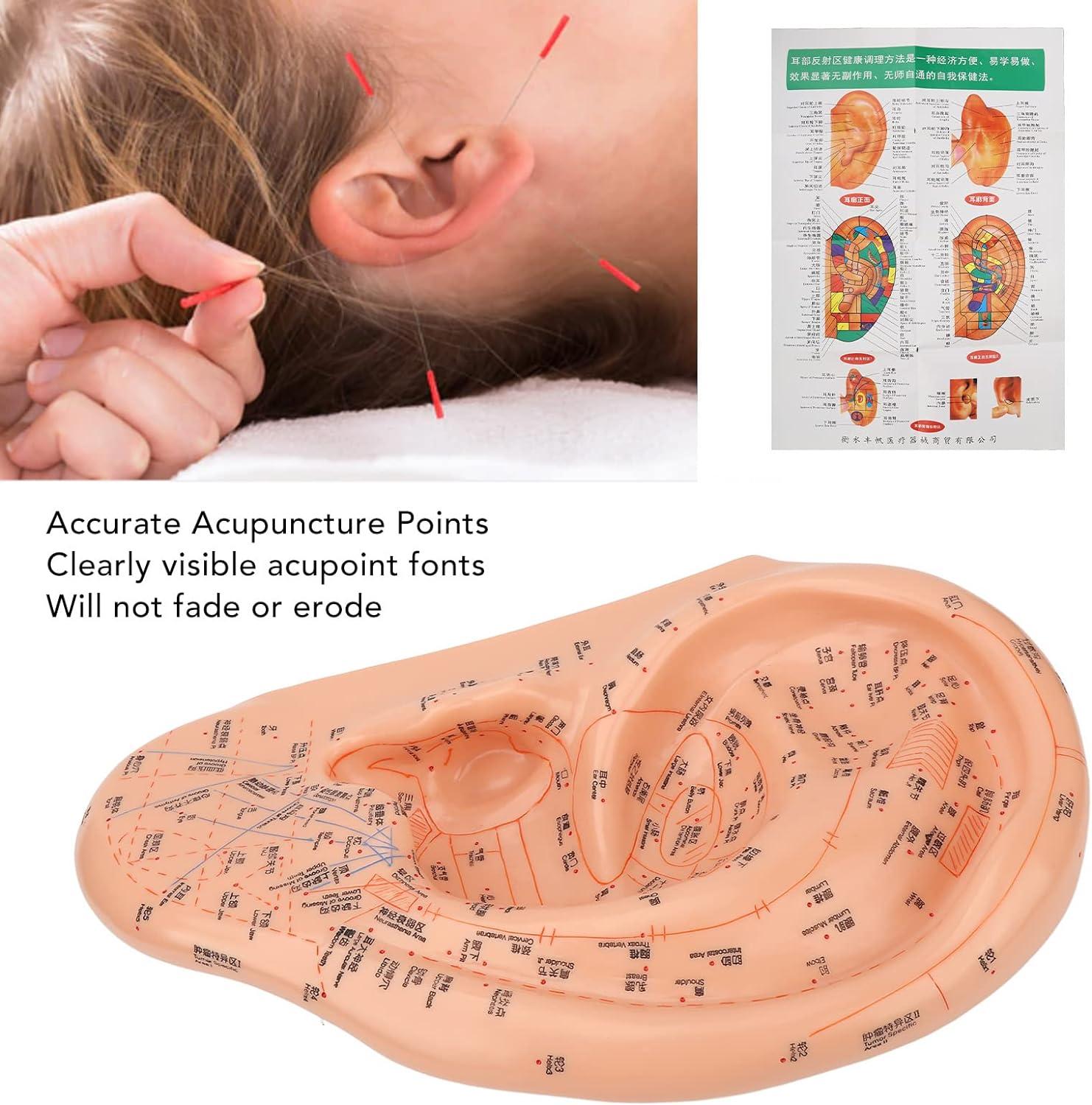 Verdant Touch Ear Acupuncture Points Model - 40cm Professional PVC Ear ...