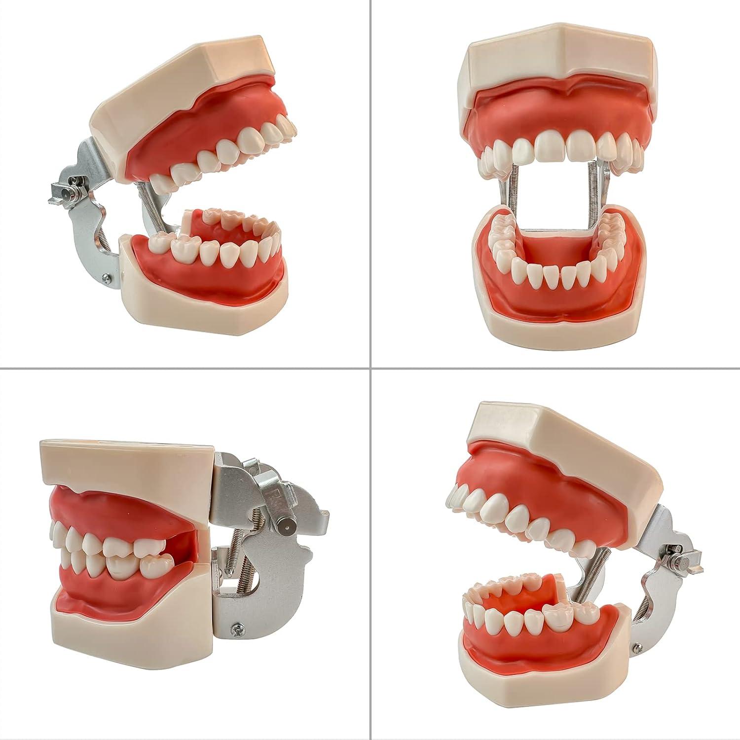 Teeth Soft Gum Phantom Head Study Model - 28 Removable Teeth & Cheek ...