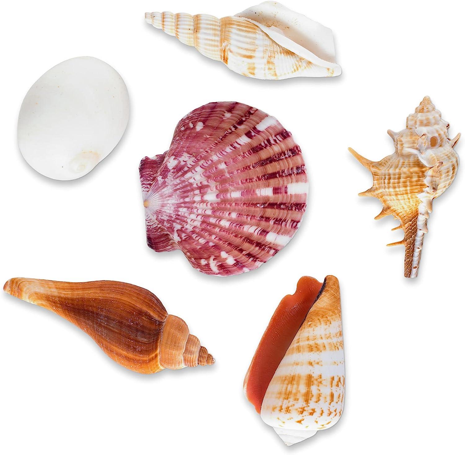 Beach Seashells Mix - Bag of Approx. 50 Seashells, Various Sizes up to ...