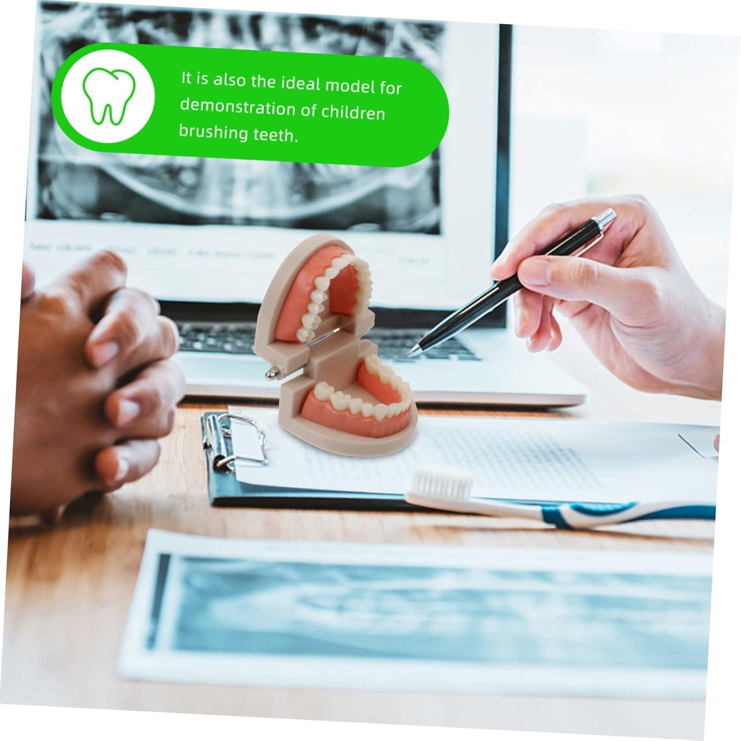 Mobestech Dentist Tooth Model Typodont for Kids | Educational Health ...