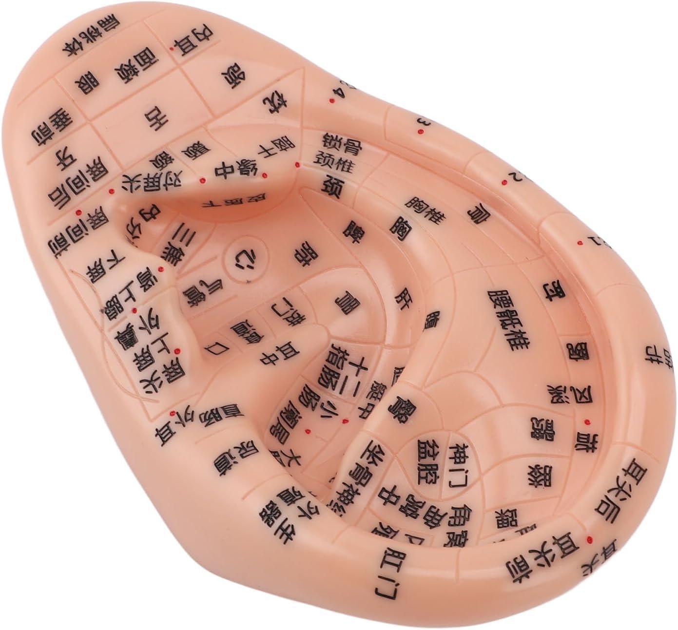 Buy Ear Acupuncture Model - PVC 13 cm Clear Fonts & Precision Design ...