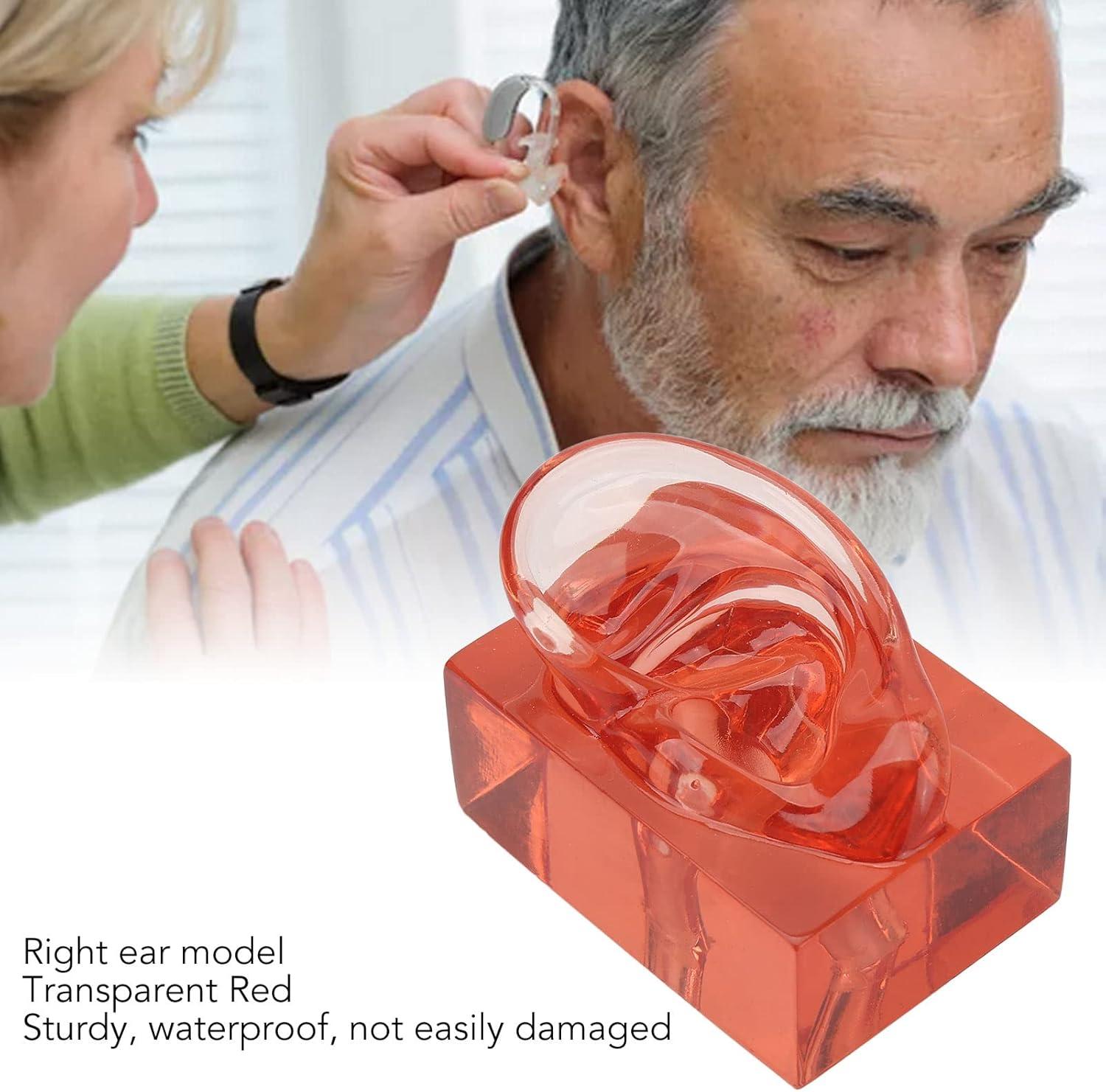 Transparent Acrylic Ear Model for Right Ear - Ideal for Observation ...
