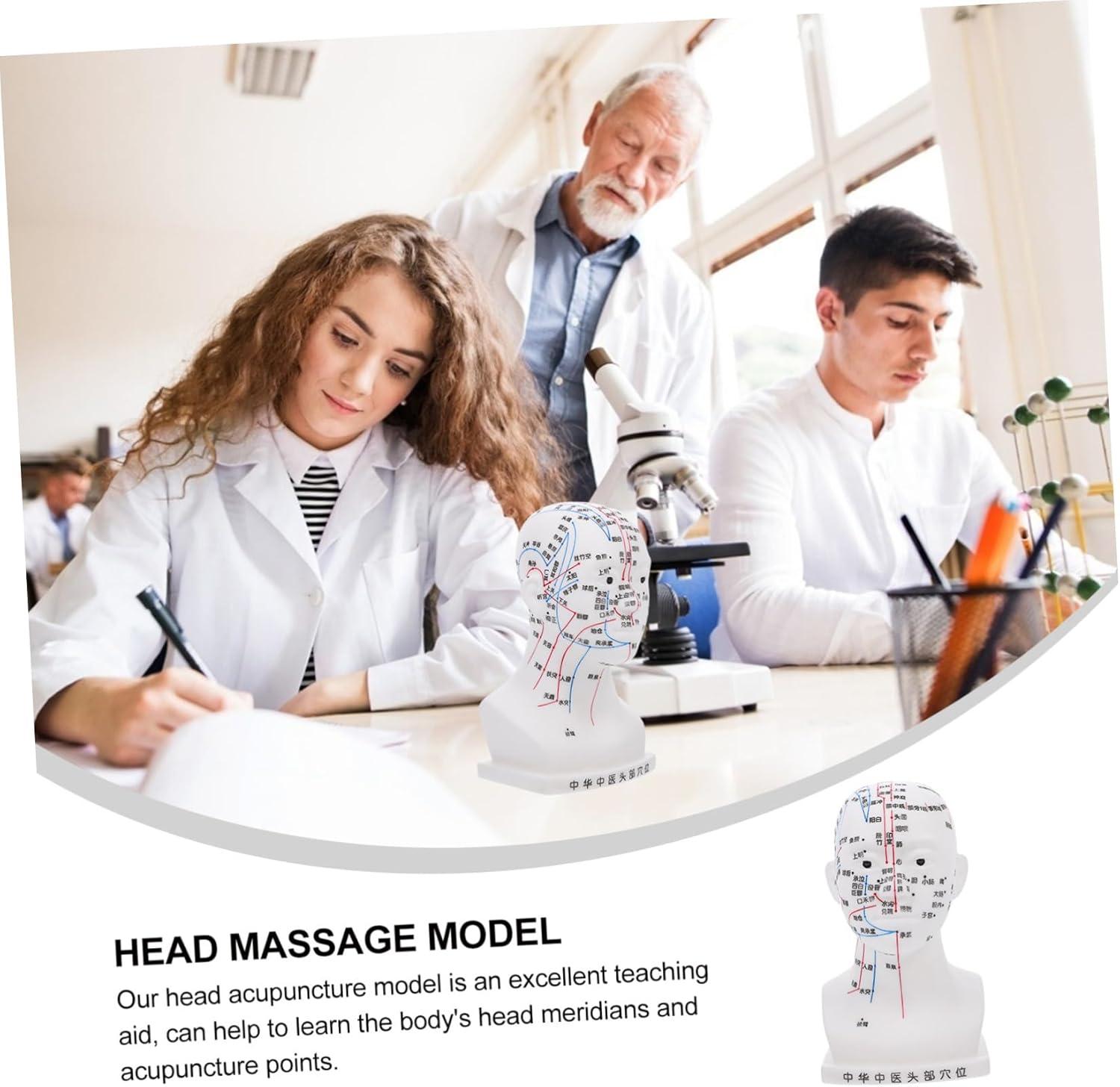 Buy Magiclulu Acupuncture Point Model - Hospital Learning Aid for Head ...