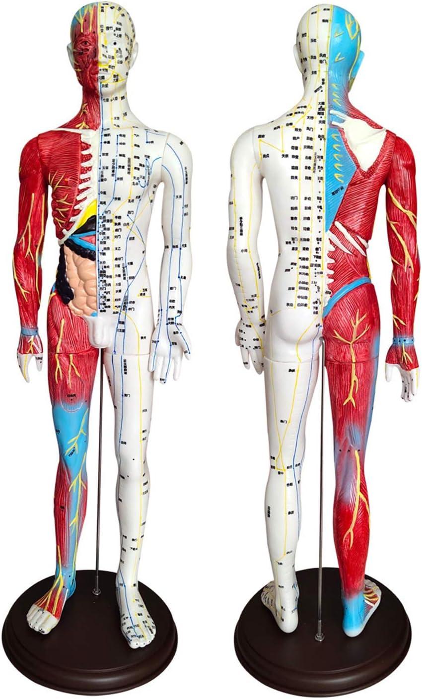 60cm Acupuncture Human Body Acupoint Model Semi-Muscle Acupuncture ...