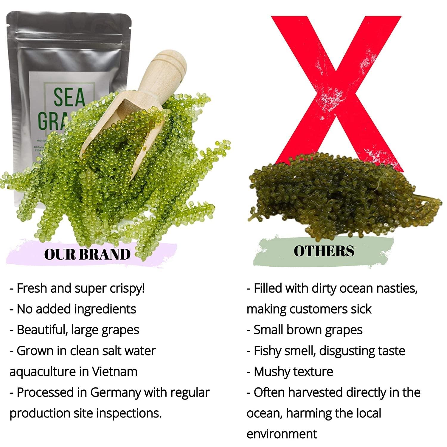 Umibudo Sea Grapes - Delectable Green Caviar Seaweed, 1.76oz/50g ...