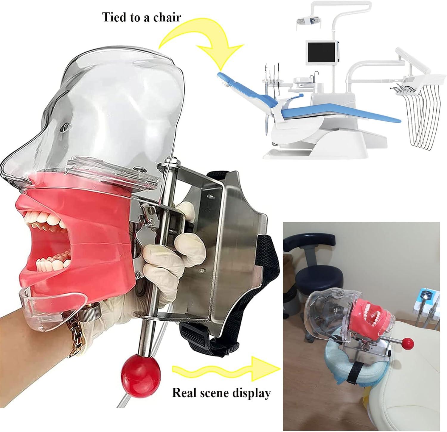 DBMGB Dental Simulator Phantom Head - Life-Size Training Model for ...