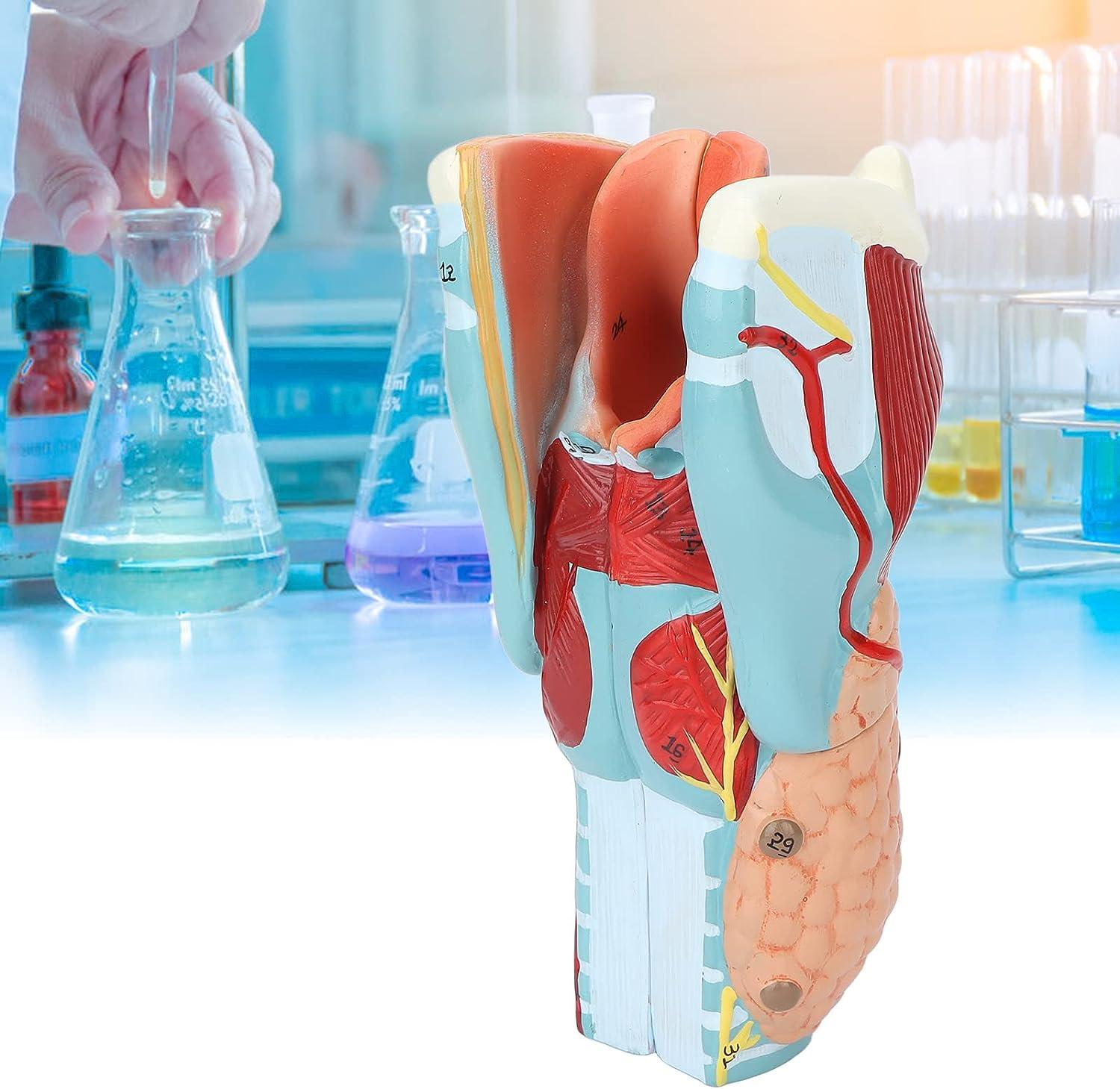 2X Magnification Human Throat Model for Teaching Display - Clear Vinyl ...