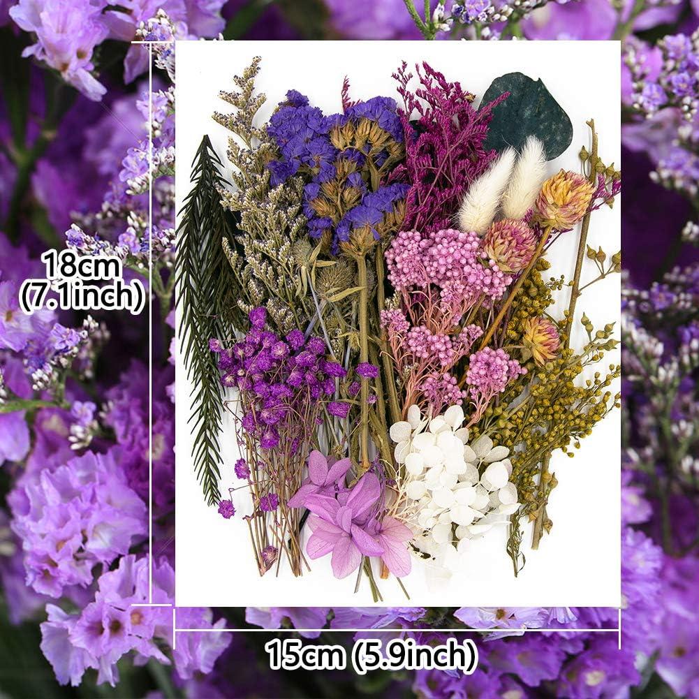 Vignee Real Dried Pressed Violet Flowers for DIY Craft Resin Jewelry ...