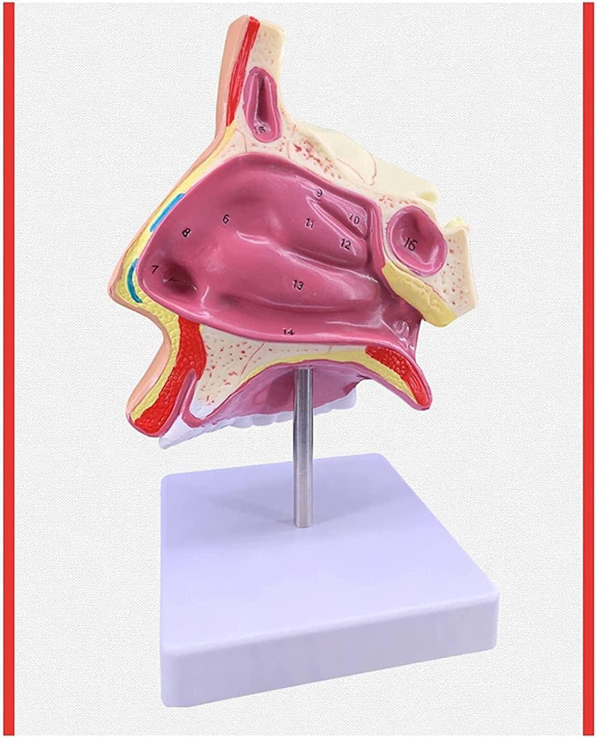 Mouth Nose Throat Pharynx Education Human Body ENT Model Study Model ...