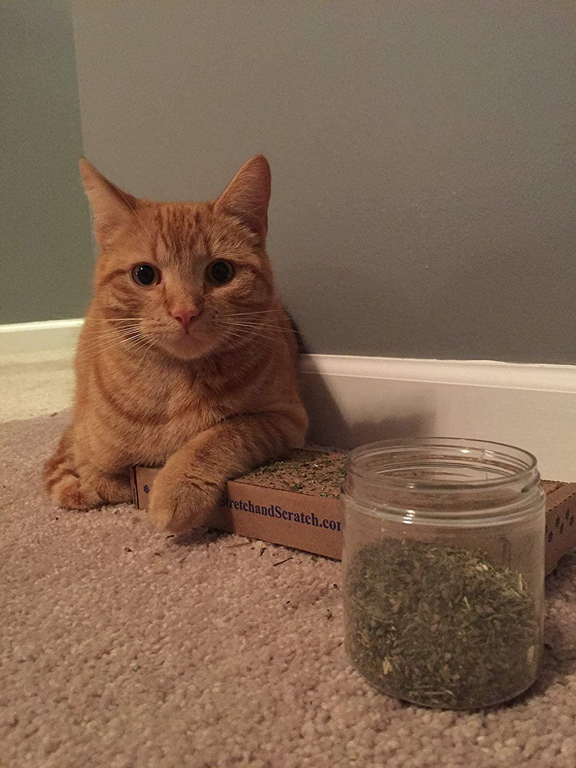 Maximum Potency Organic Catnip Blend - Premium Cat Weed for Crazy Cat Play - 1 Cup | Buy Now ...