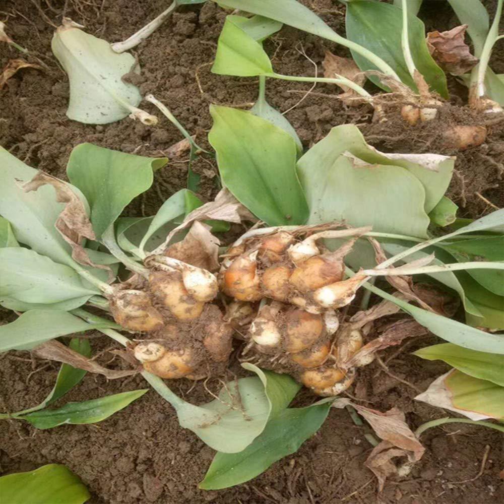 Dried Galangal Root Sand Ginger Sliced 8 Ounce - Natural NON GMO ...