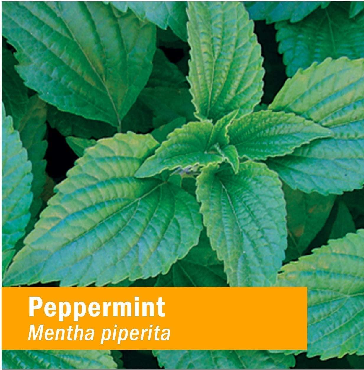 Herb Pharm Peppermint Spirits 1 fl oz â€“ Natural Digestive Support ...
