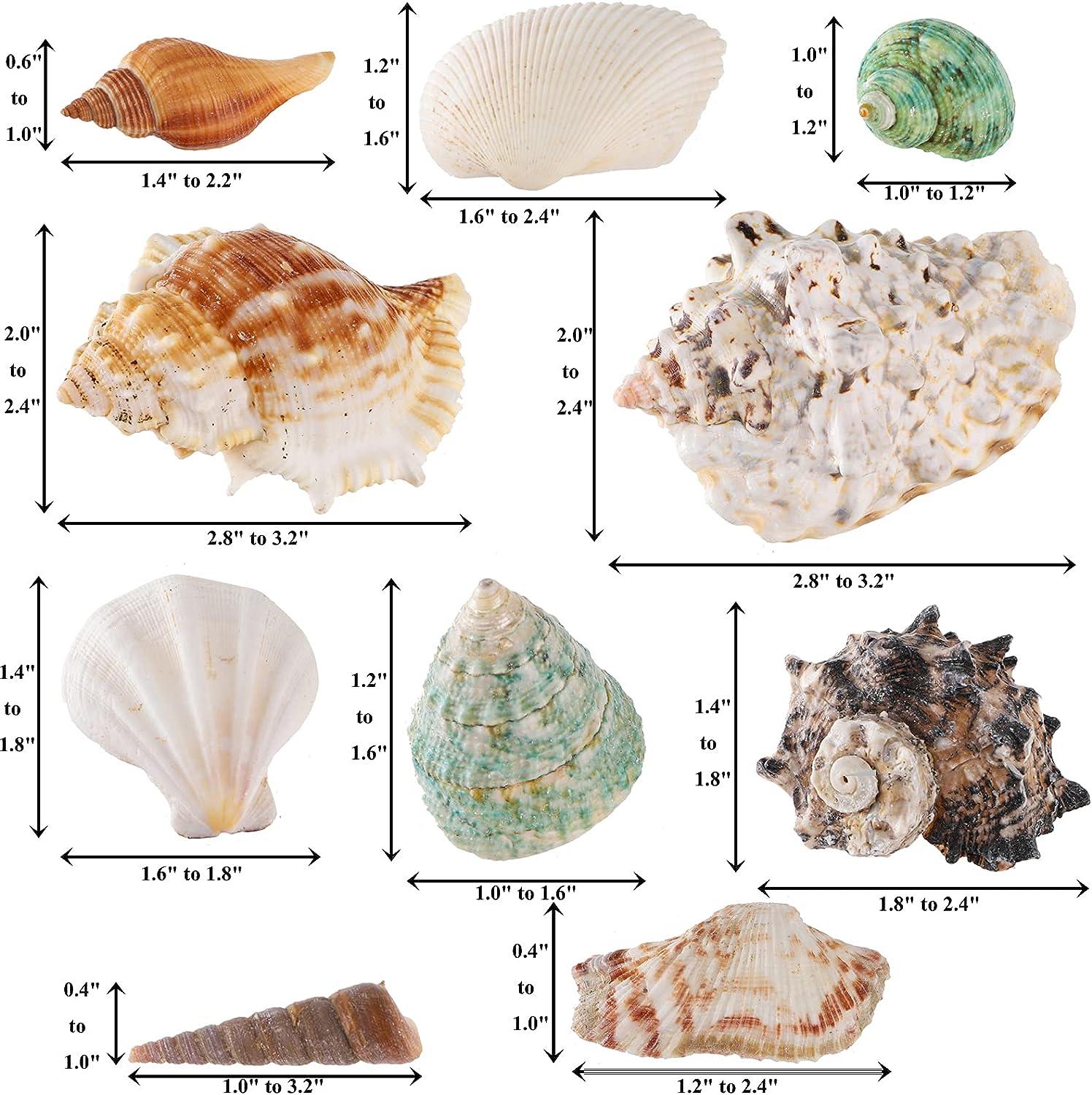 beach seashells names