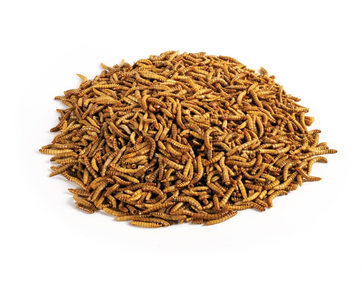 Crunchy Critters Edible Insects Half a pint of Mealworms - 59g | Buy ...