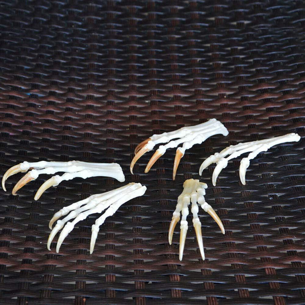 Wixine Fox Feet Articulated Bones Claws | Taxidermy Art Supplies | Buy ...
