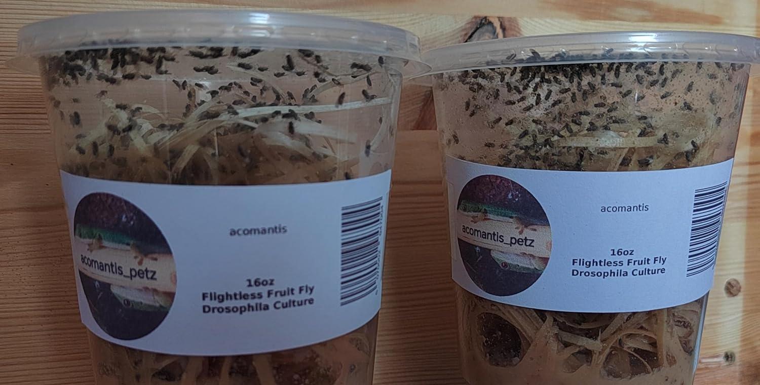 acomantis 2x16oz double-pack Flightless Fruit Flies Live Food ...