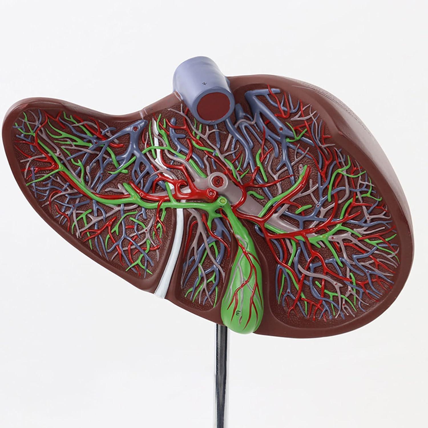 Human 1.5X Liver Model with Vascular Liver and Gallbladder Model ...