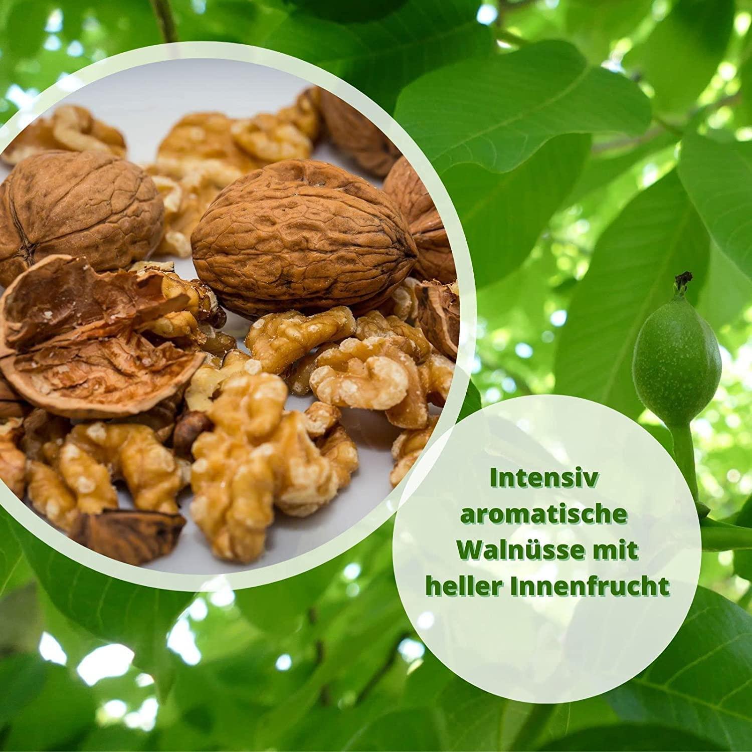 Buy Fruit Shipping24 French Walnuts (Grenoble) 2.5kg - Untreated ...