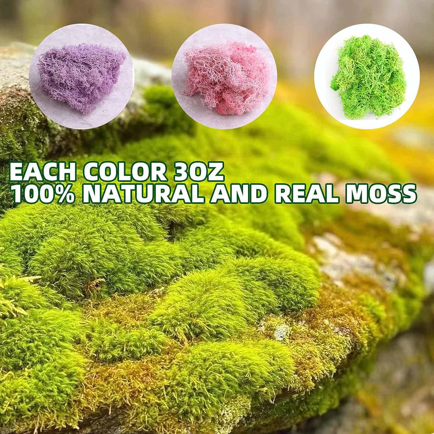 9 OZ Preserved Moss - Natural Live & Fake Moss for Potted Plants ...