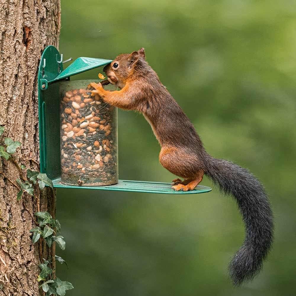 Green Metal Wild Squirrel Feeder - Garden squirrel feeding for wildlife ...