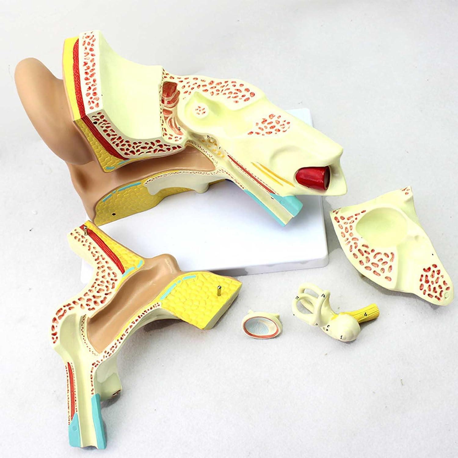 Medical Human Ear Model Outer and Middle Ear and Inner Ear ENT Ear ...