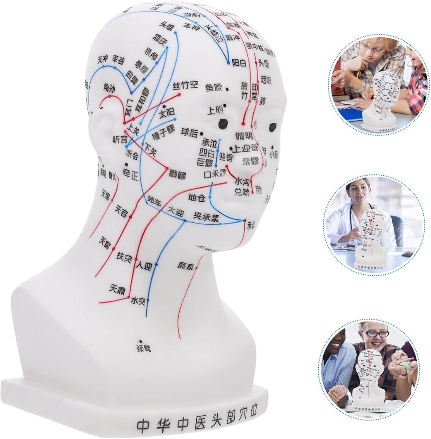 Minkissy Realistic Acupuncture Point Model - Hospital & Laboratory ...