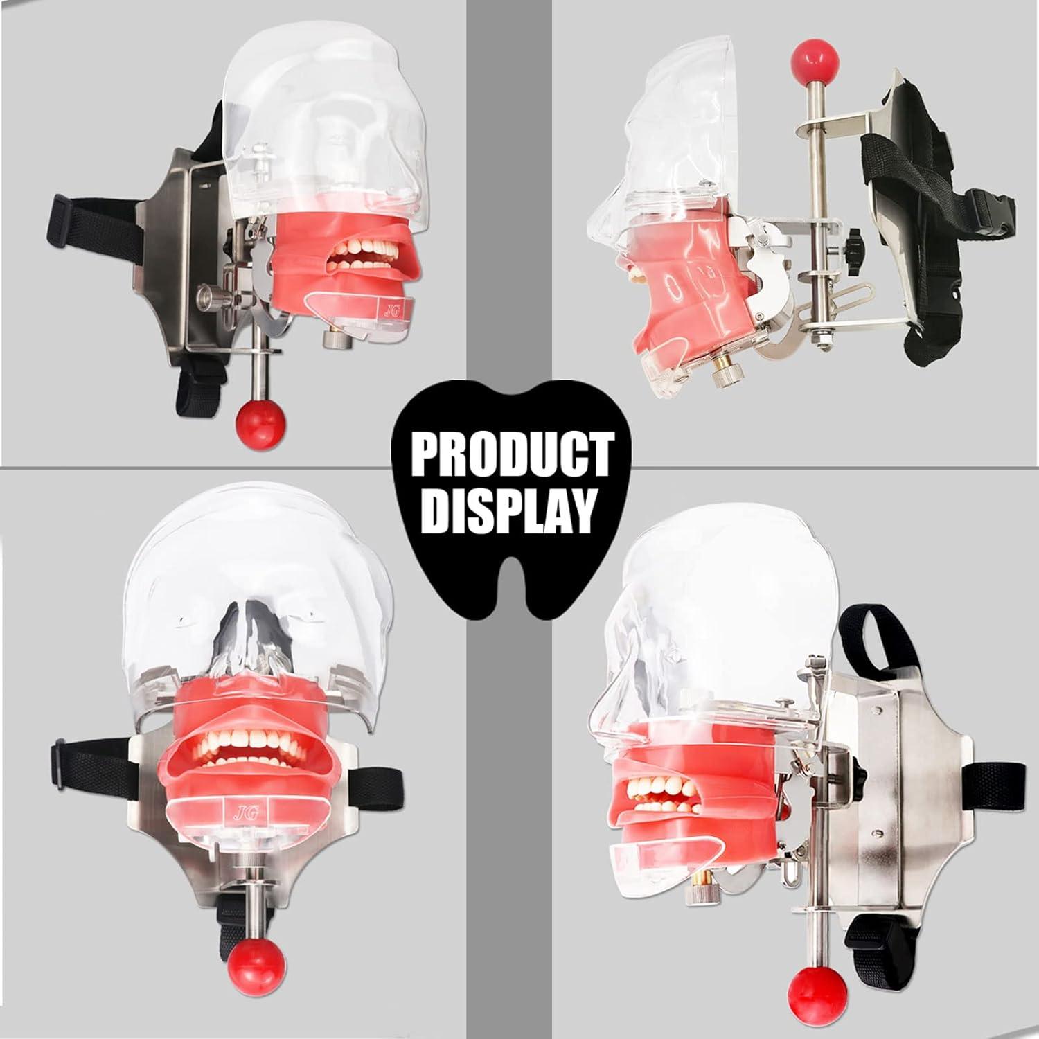 Buy Dental Phantom Head Model | Professional Dental Simulator & Tooth ...